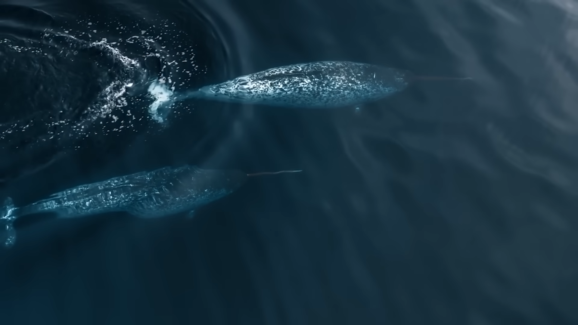 This 'unicorn' whale can get trapped under ice – then polar bears wait ...