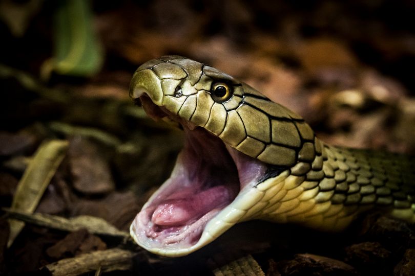 Terrifying moment huge cobra found lurking inside toilet bowl before ...