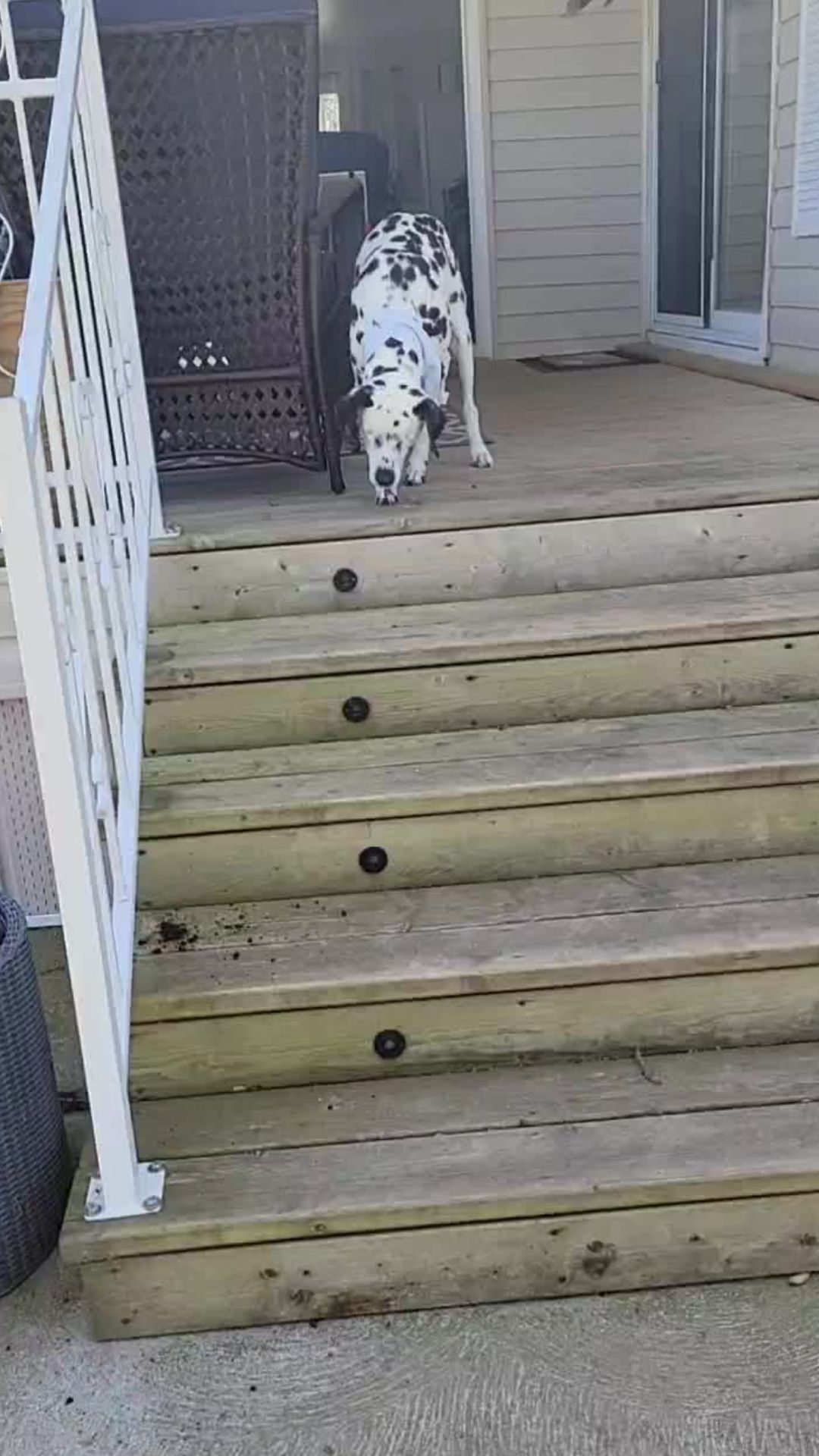 Blind dogs rock: Morla’s inspiring journey