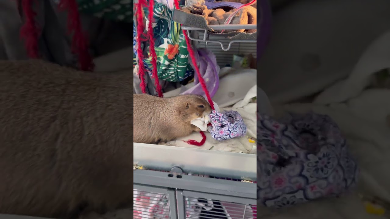 This prairie dog builds her nest and acts innocent