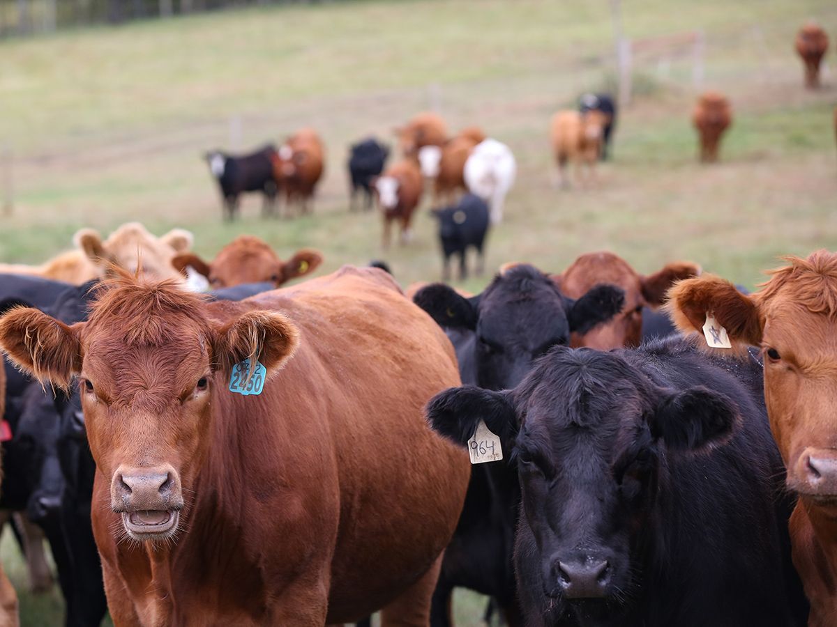 What's the beef? Why prices for everything from sirloins to ground beef ...