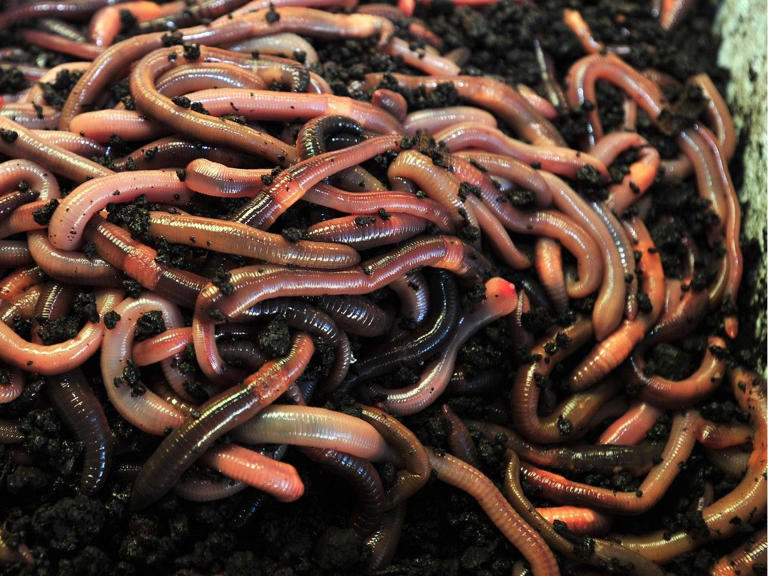 Growing things: Keeping your lawn healthy will keep dew worms under control
