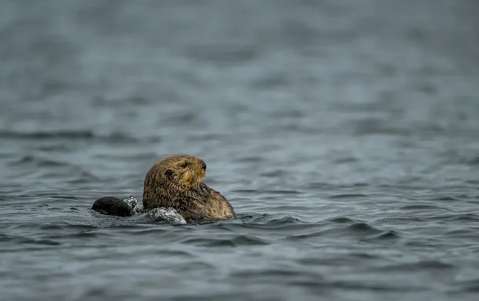 Why sea otters are saving our coasts