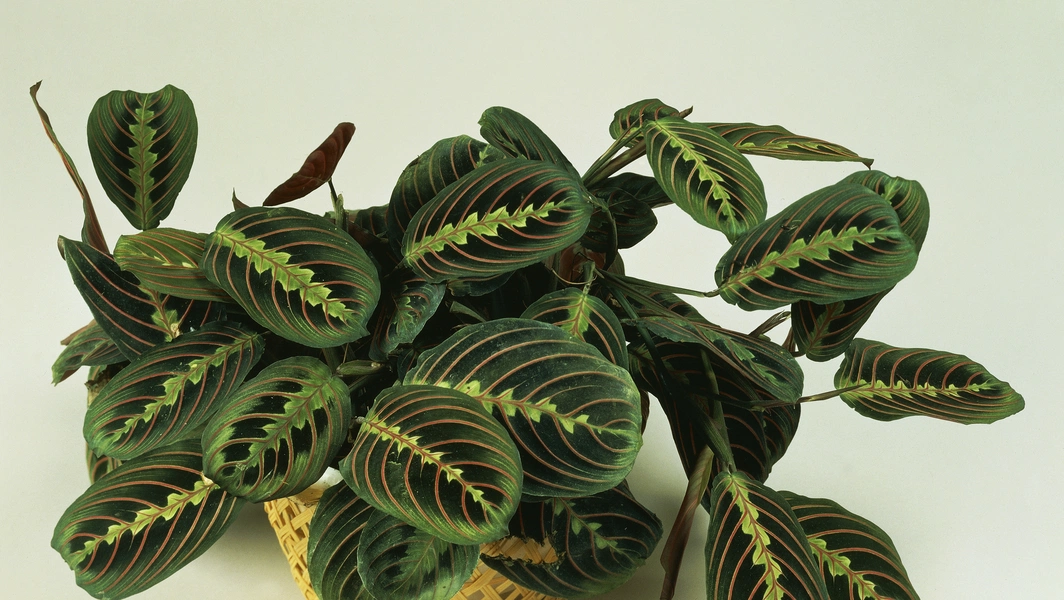 Prayer plant care made simple for happy leaves