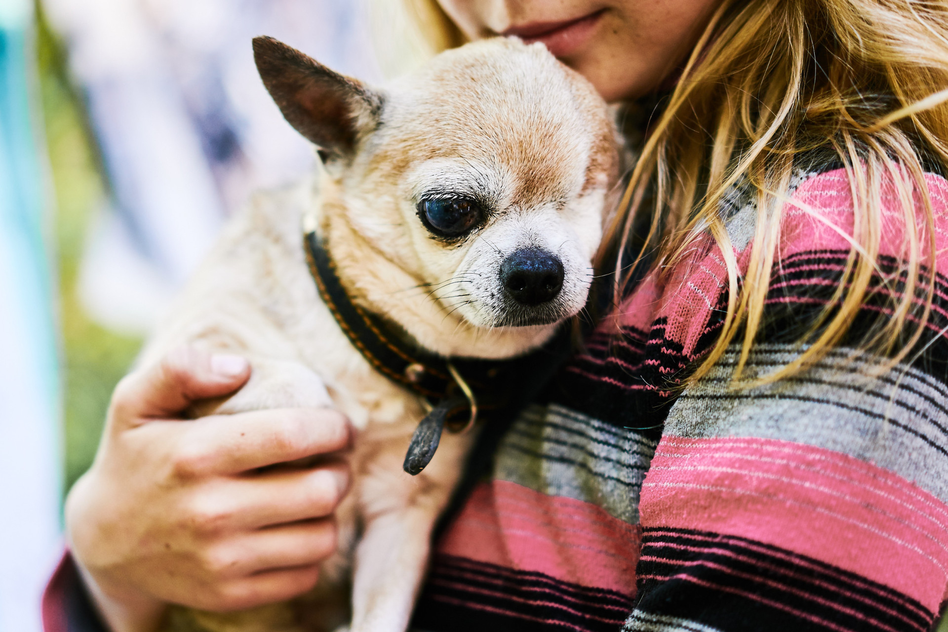 How to care for a disabled pet