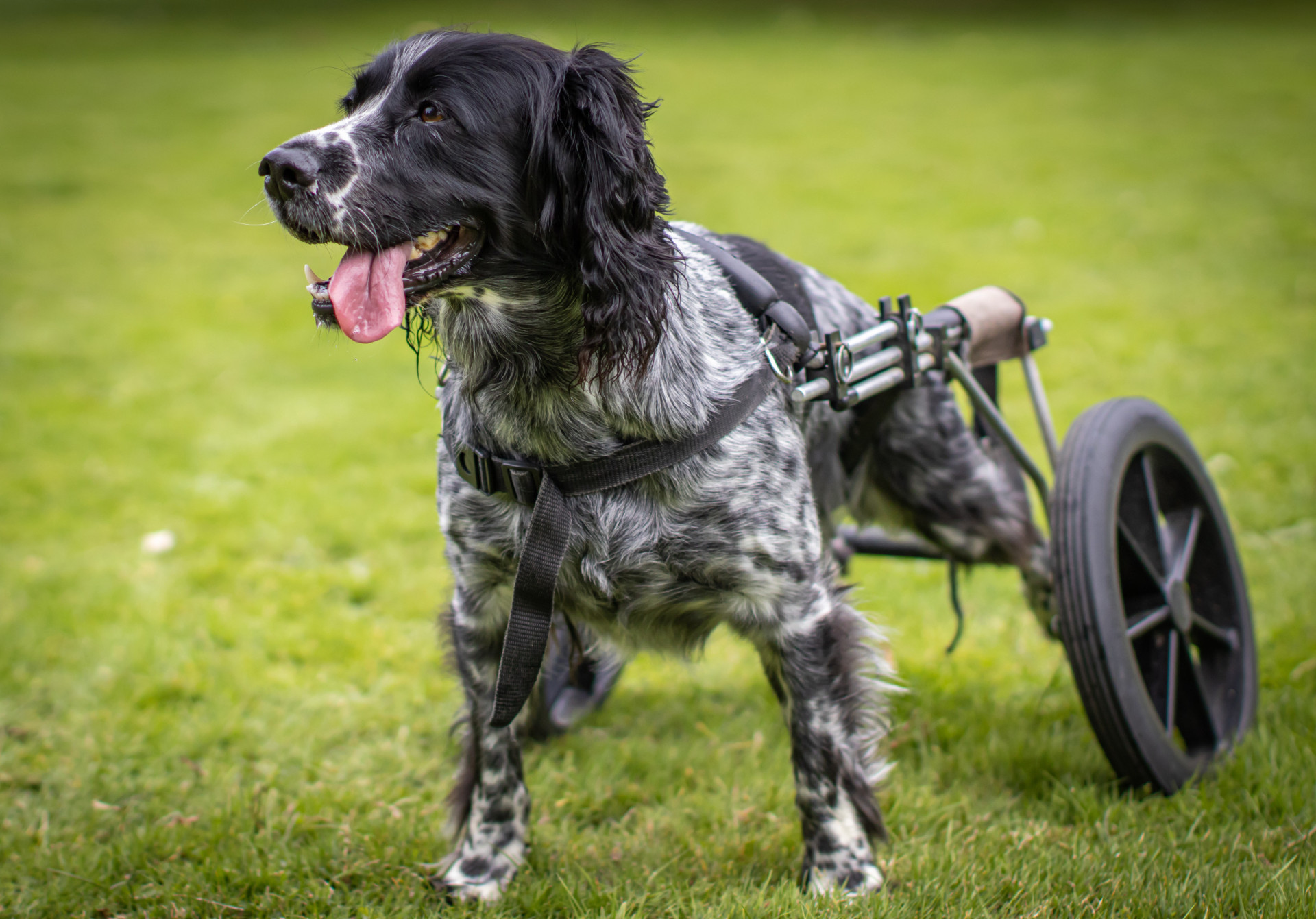 How to care for a disabled pet