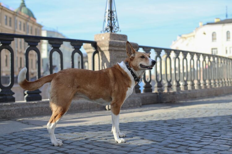 15 best dog breeds for hot weather