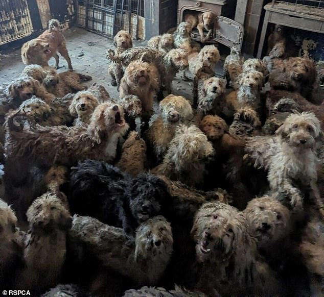 Last poodle rescued from house where 250 dogs were left to die finally ...