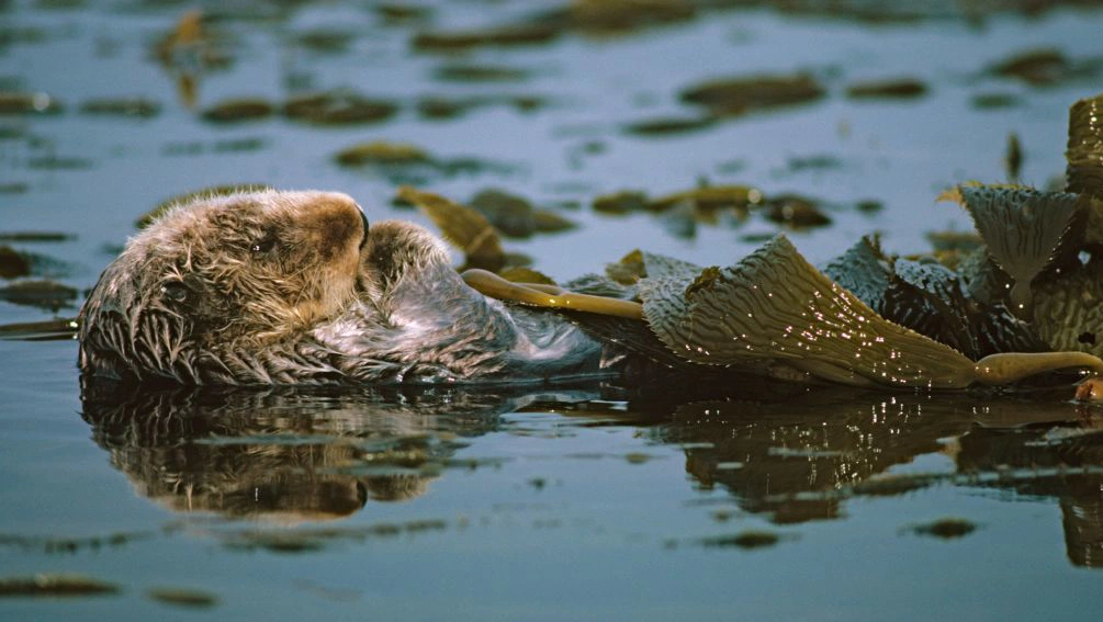 Why sea otters are saving our coasts