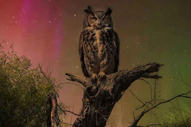 Controversial owl photo dethroned as winner of wildlife competition ...