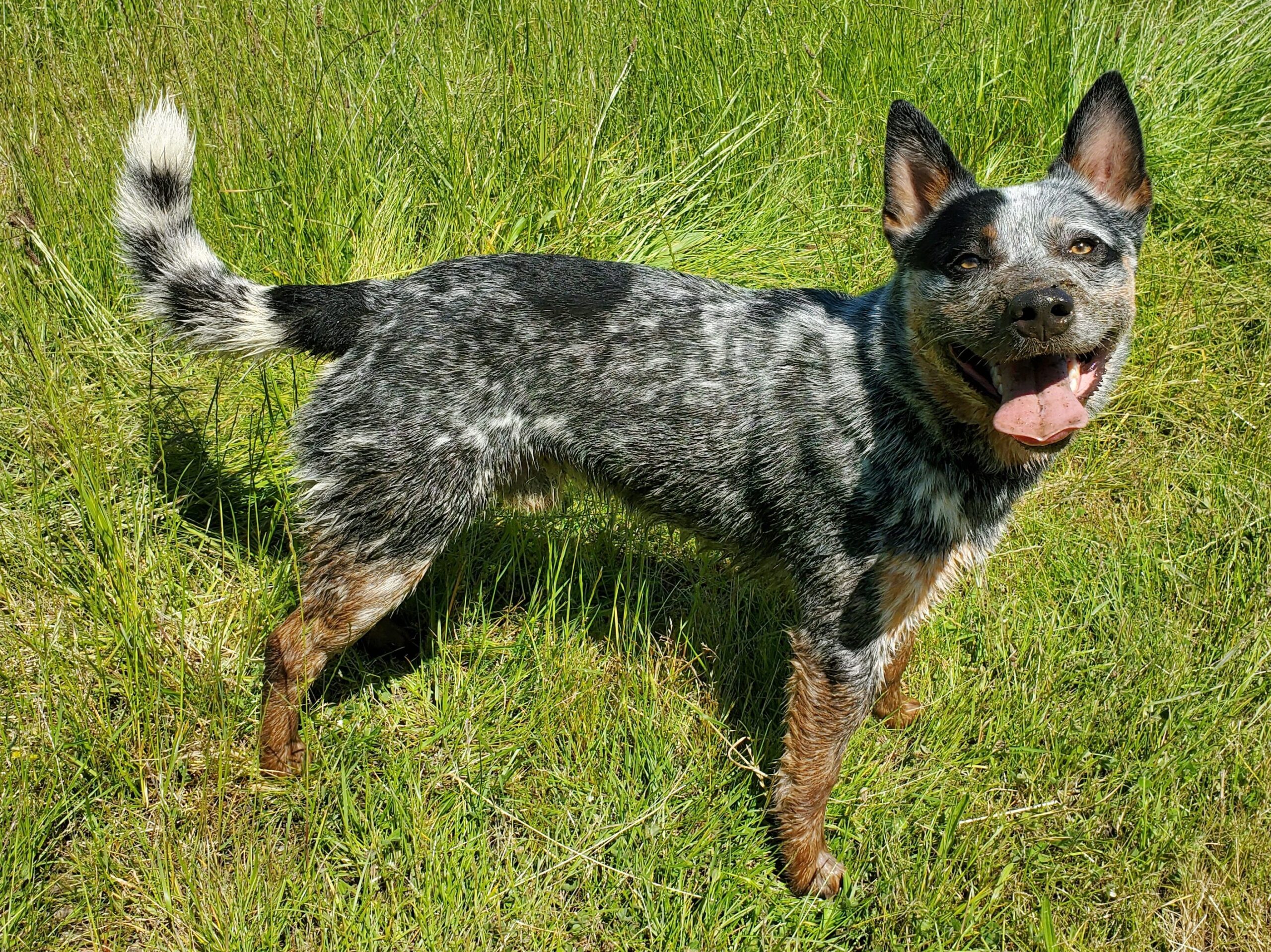 15 best dog breeds for hot weather