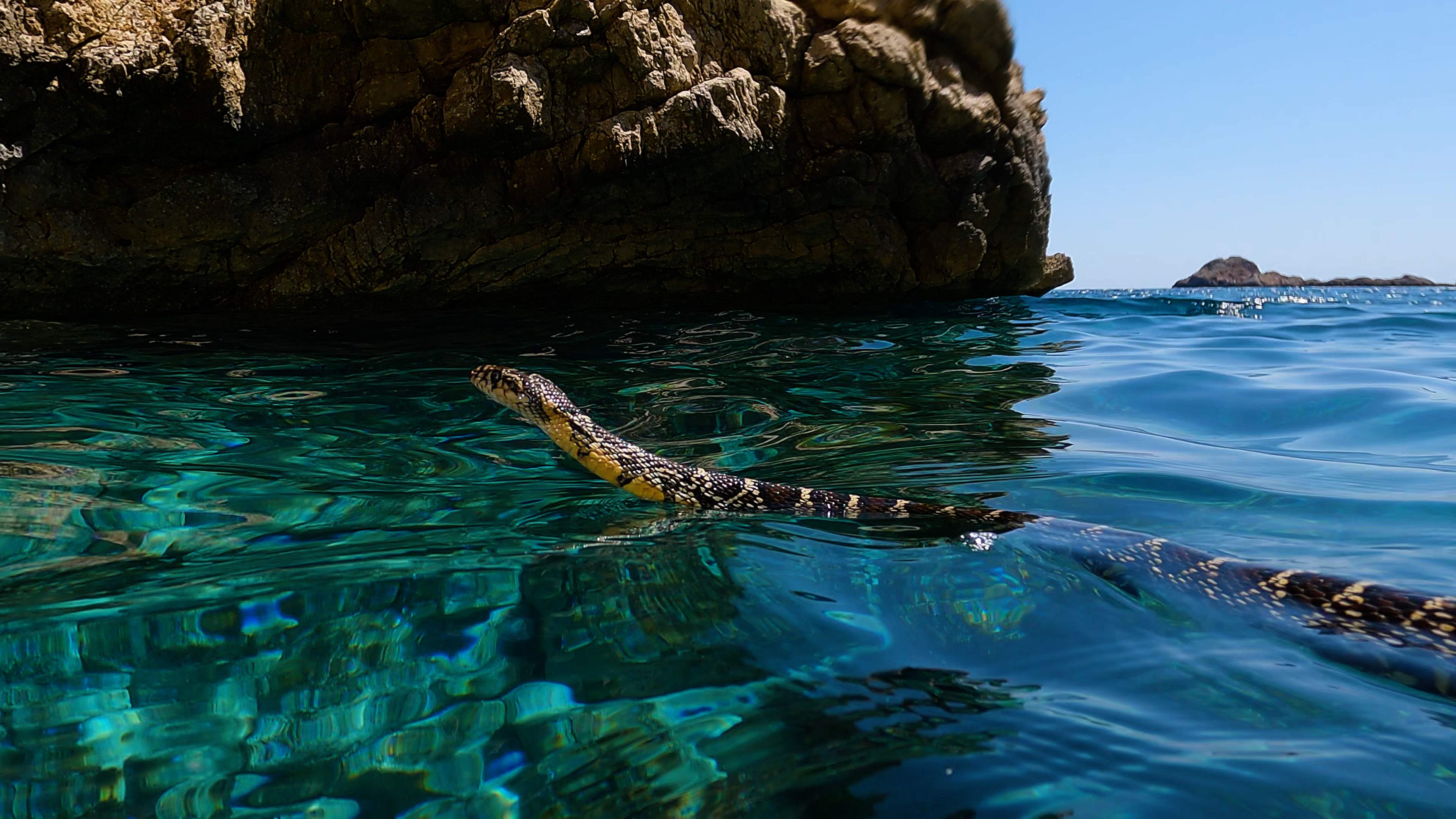 Alerta por la expansión de una serpiente nadadora que está a punto de ...