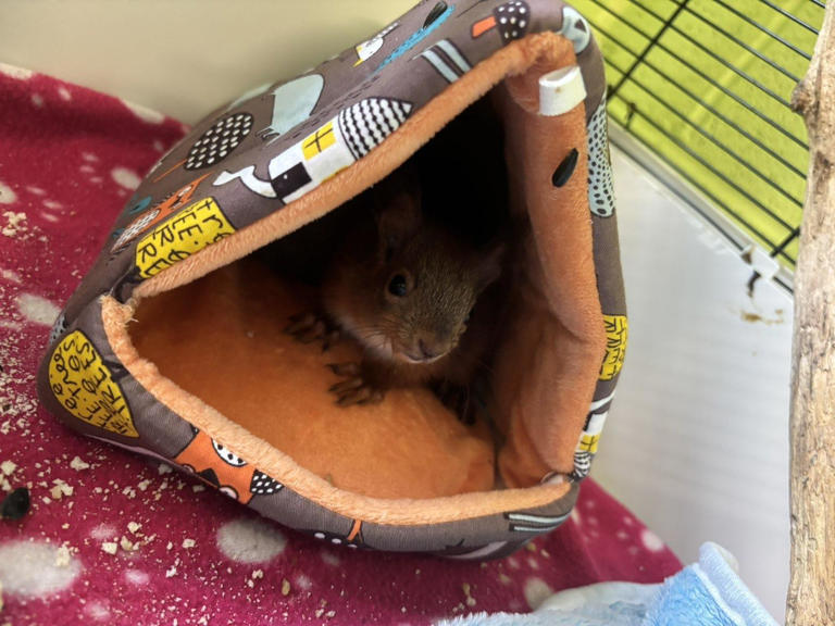 Young red squirrels rescued from a ditch after being found soaking wet