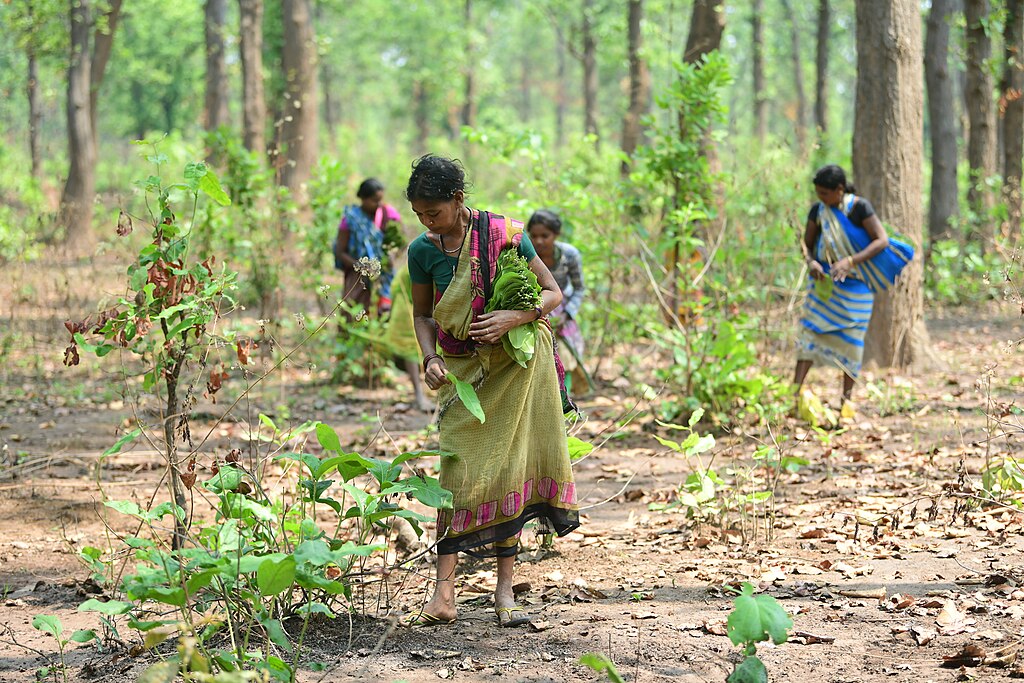 Why habitat rights matter for vulnerable tribal groups and climate justice