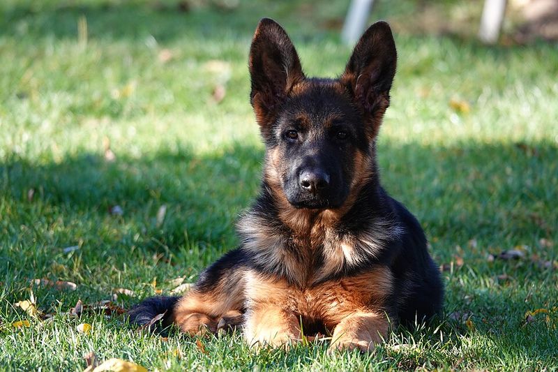 14 cute puppies that grow into dogs strong enough to shock owners