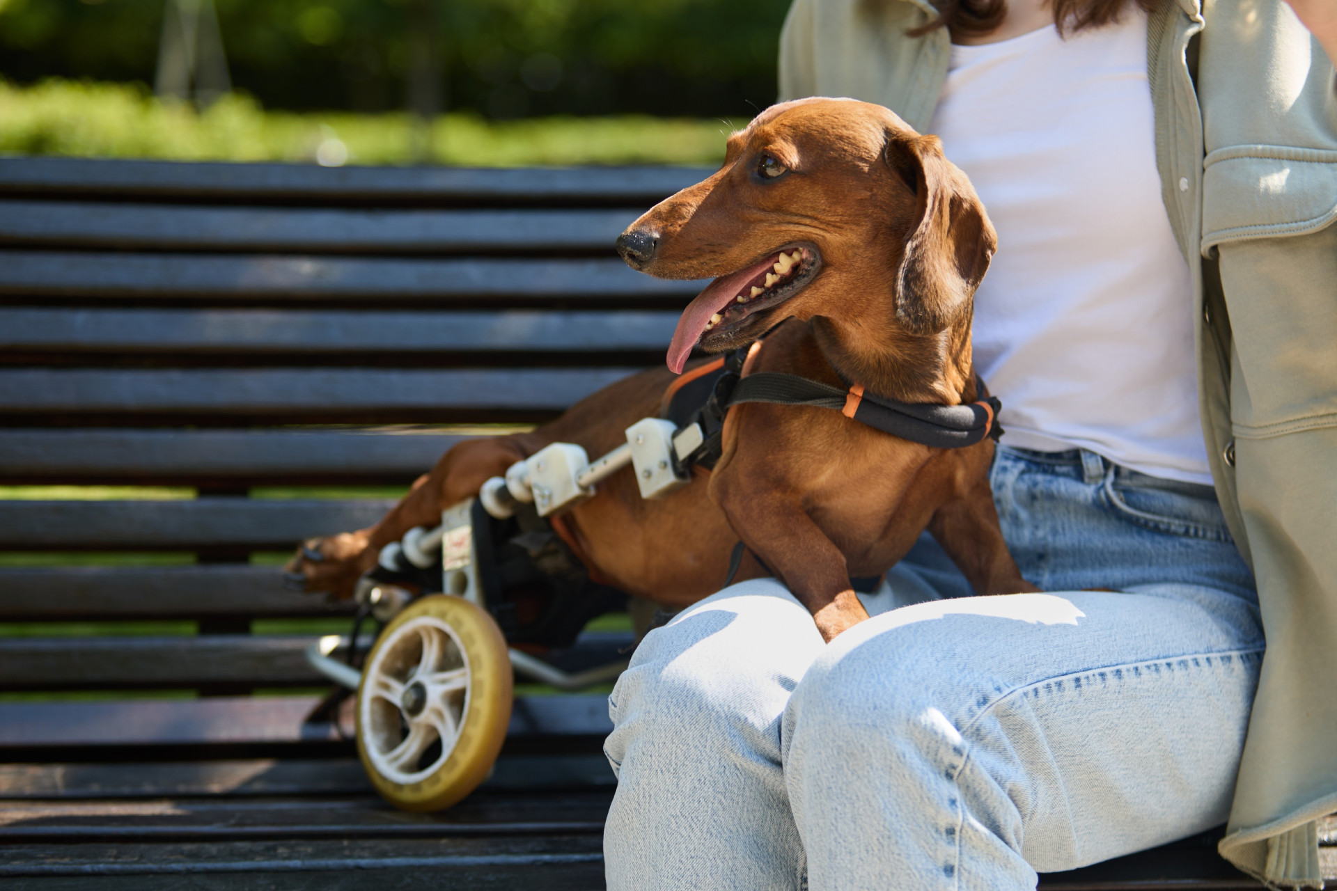 How to care for a disabled pet