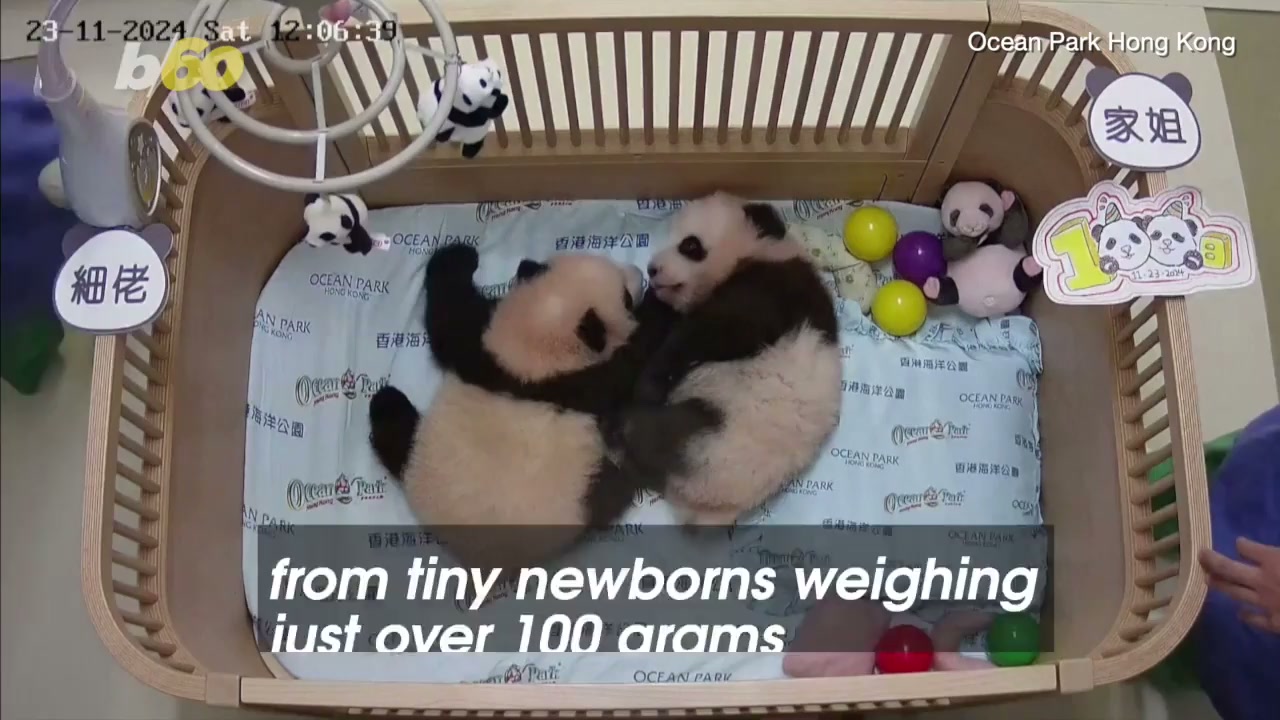 Hong Kong's adorable twin panda cubs celebrate 100 days of cuteness