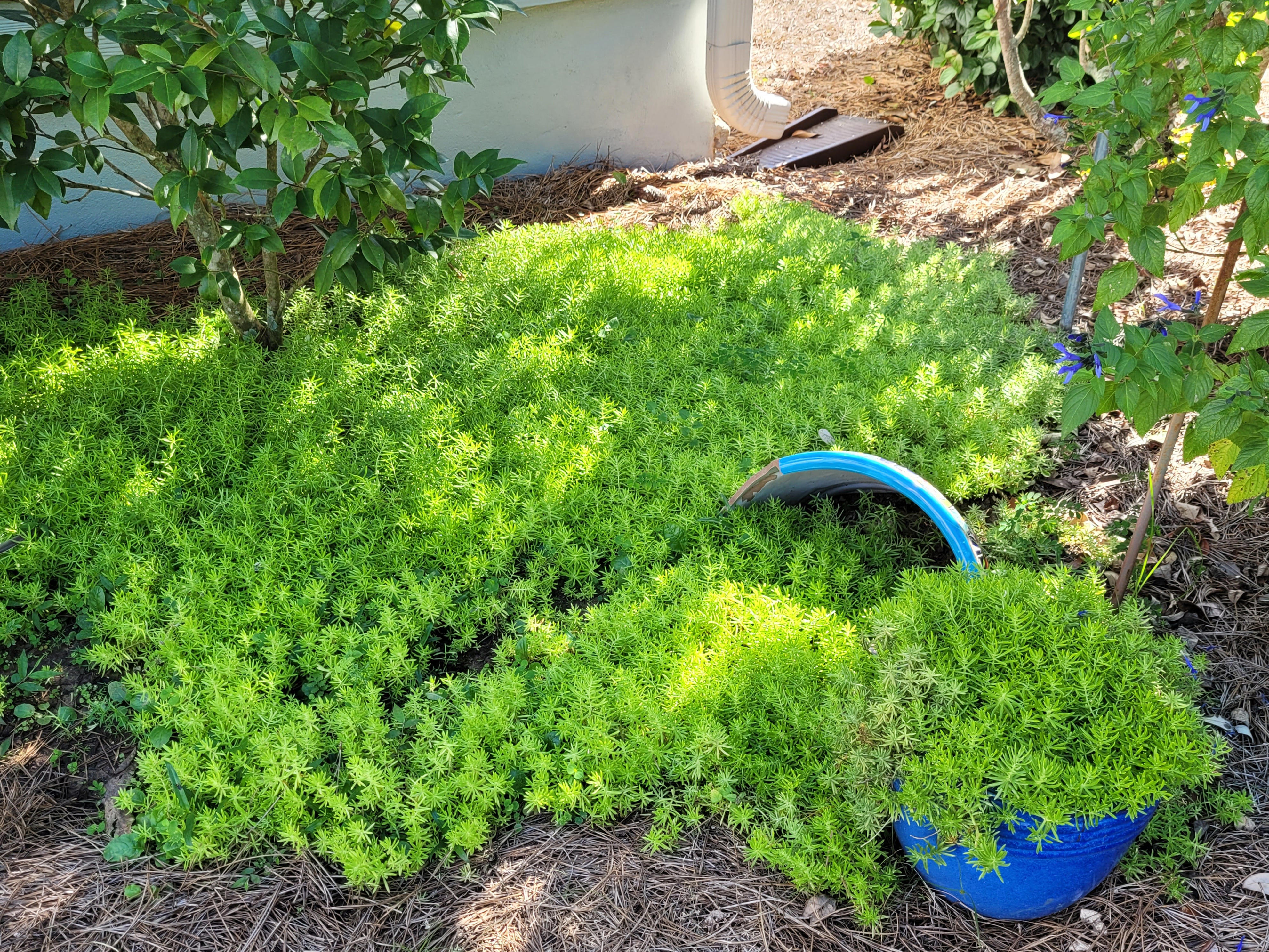 Gardening underfoot: Create visual interest with ground covers