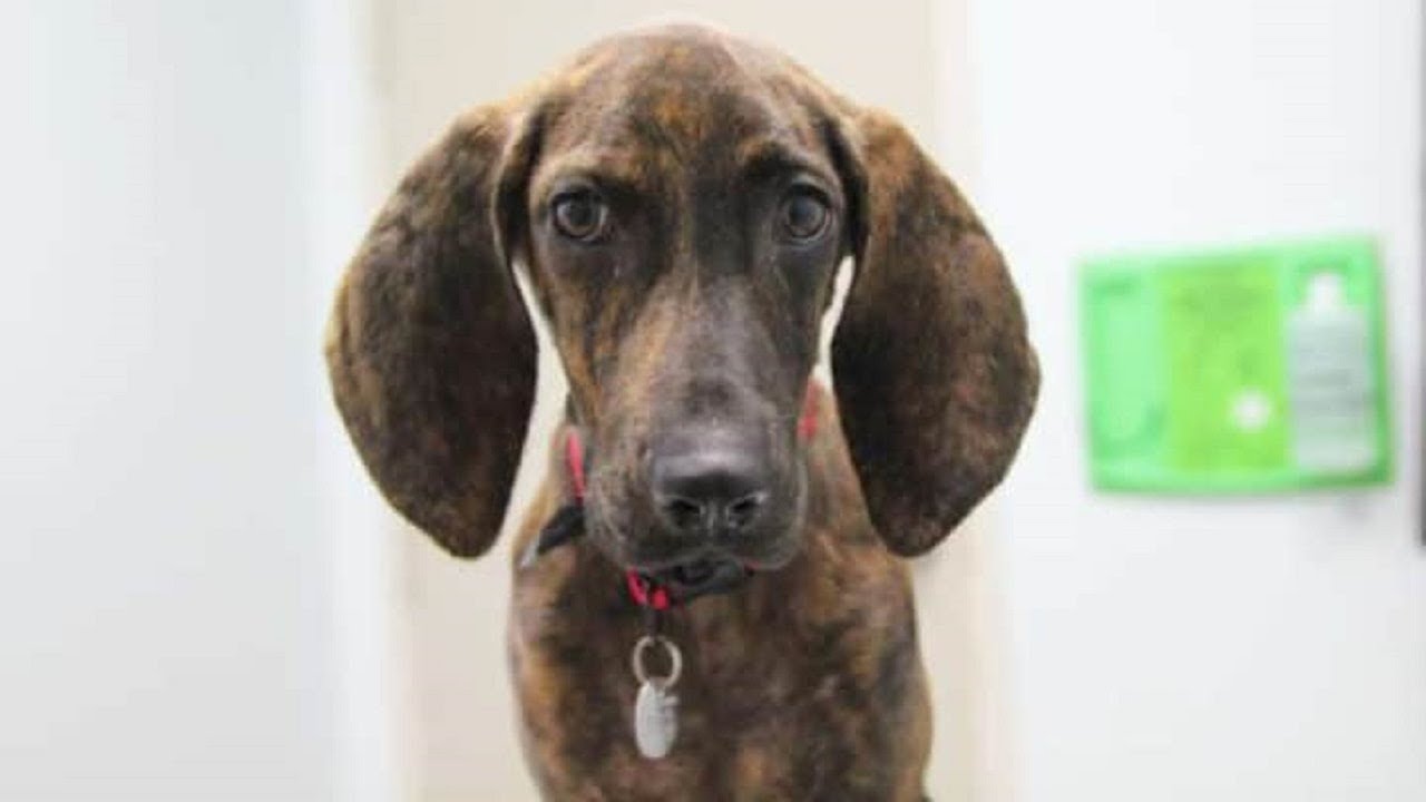 Shelter dog dying of a 'broken heart' is given months to live, but then ...