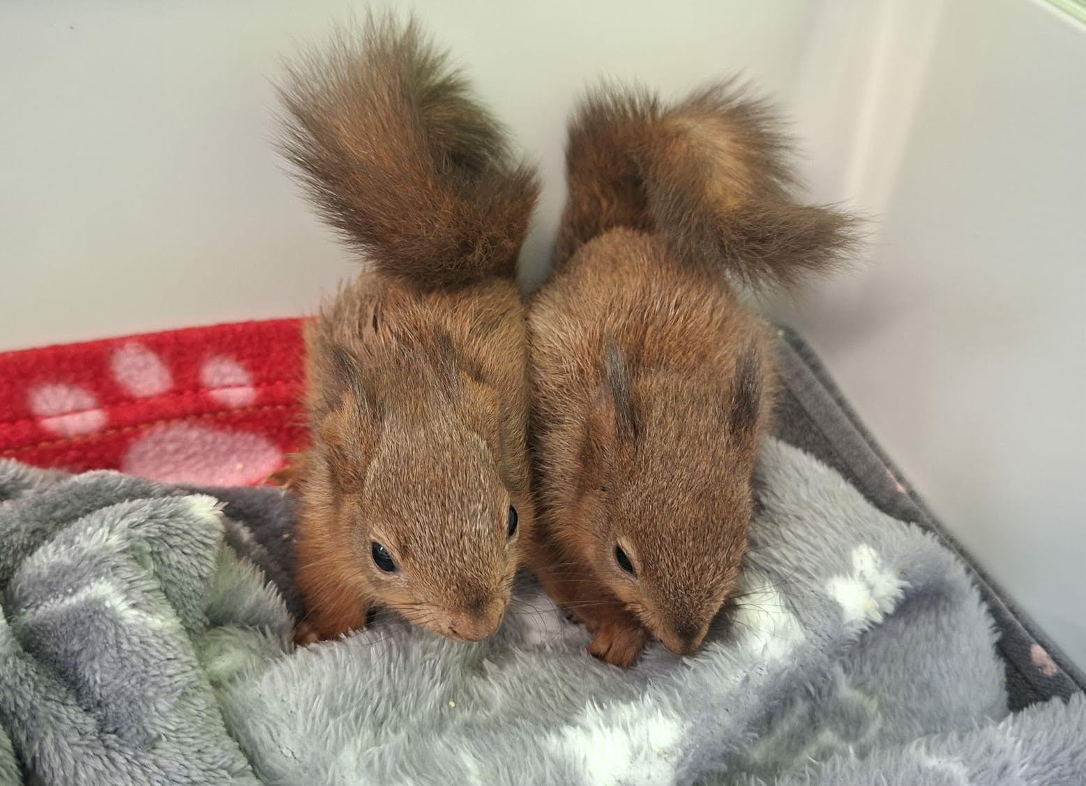 Young red squirrels rescued from a ditch after being found soaking wet