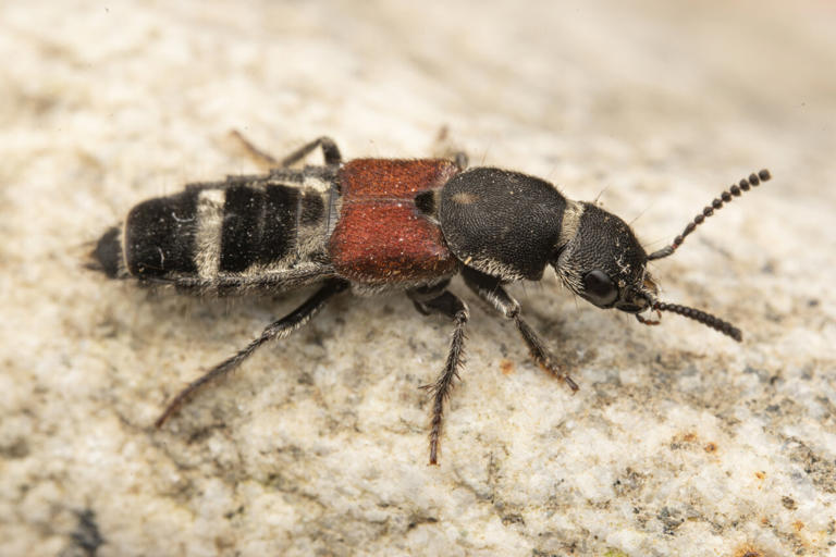 61 new beetle species reveal how little we still know about biodiversity