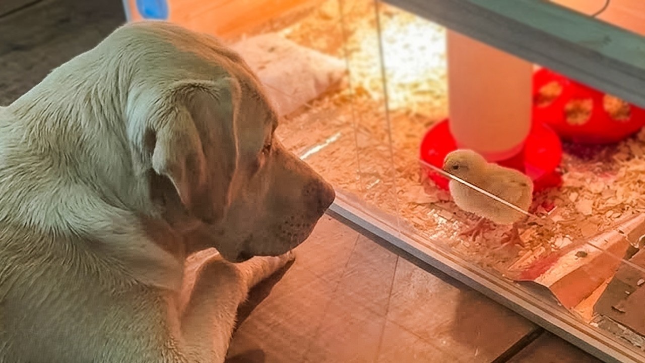 Labrador thinks he’s dad to a tiny chick - and he's acting like proud ...