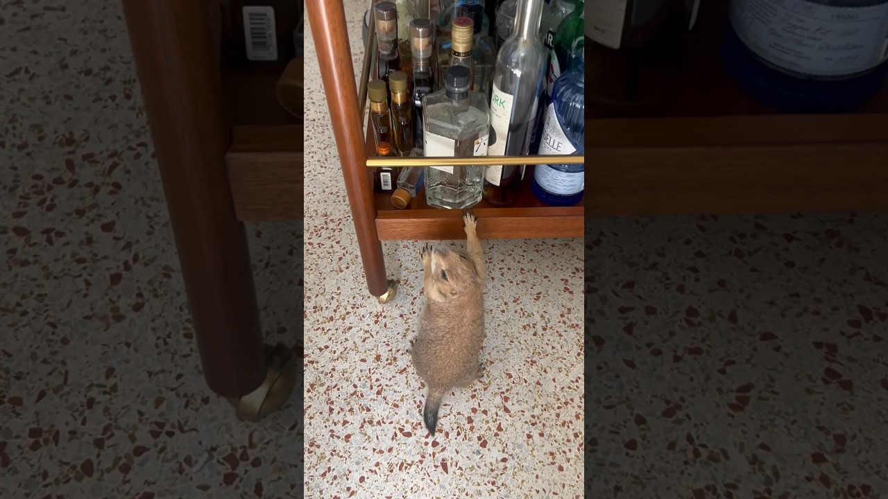 This prairie dog tries something sneaky and it backfires