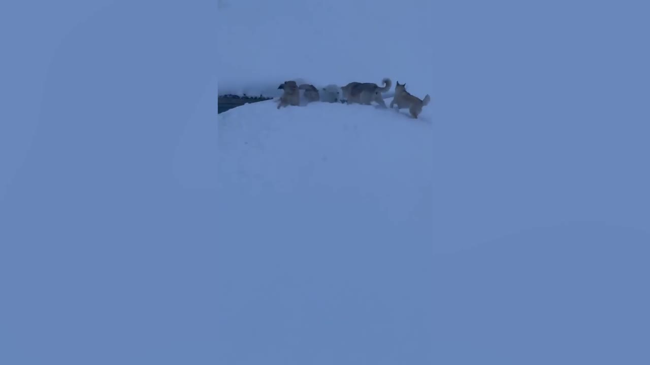 Moment four dogs confront polar bear and force it to retreat from ...