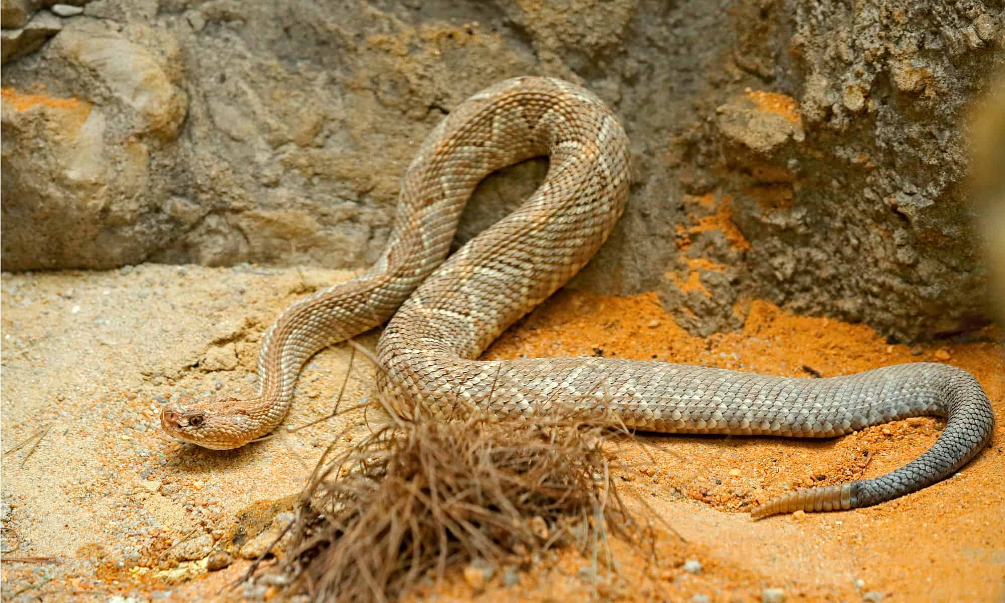 These snakes are so rare most people will never see one