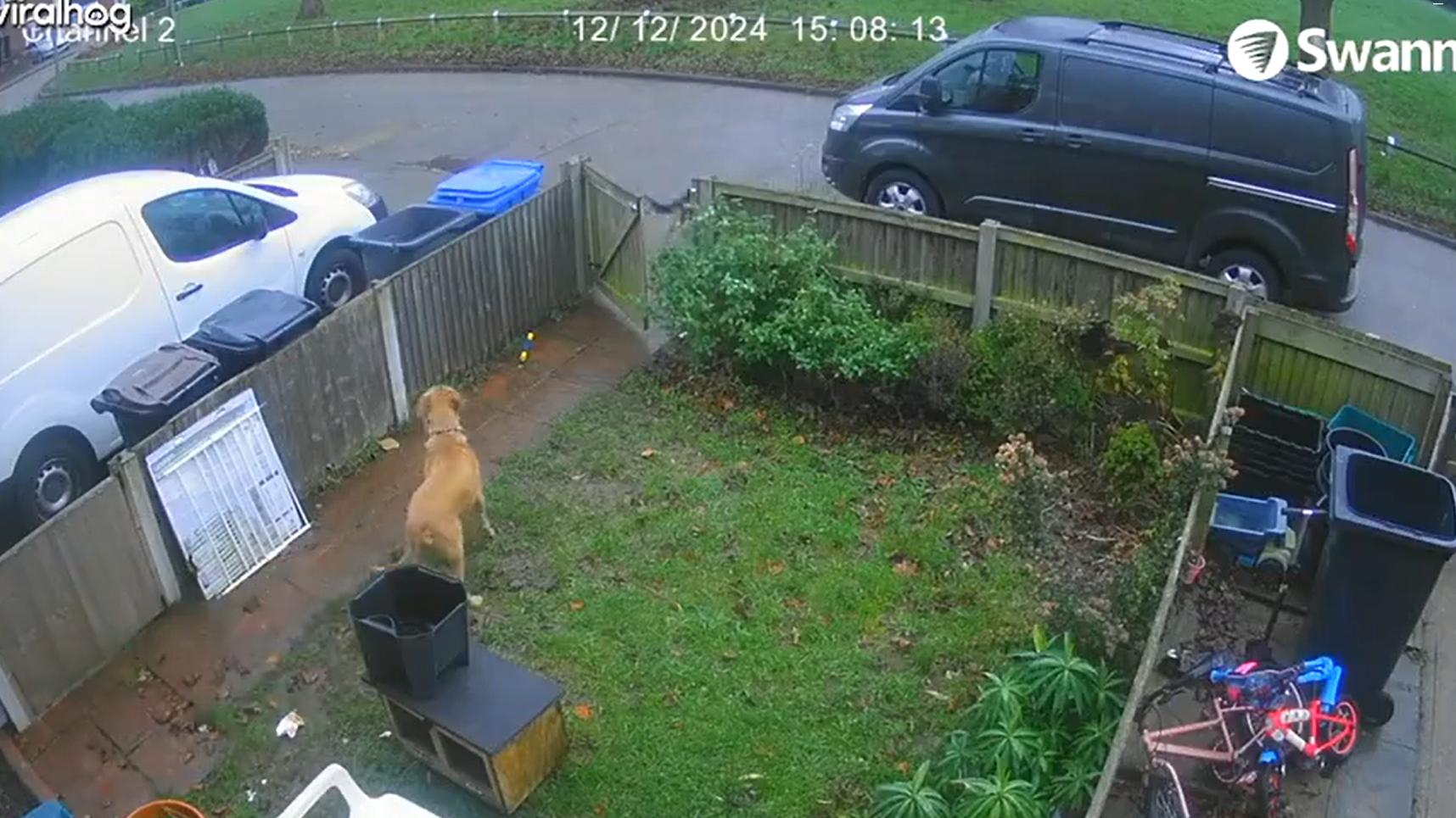 Dogs take advantage of open gate