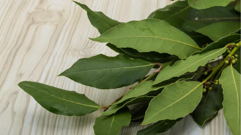 Dejar una hoja de laurel debajo del felpudo durante la noche: ¿para qué ...