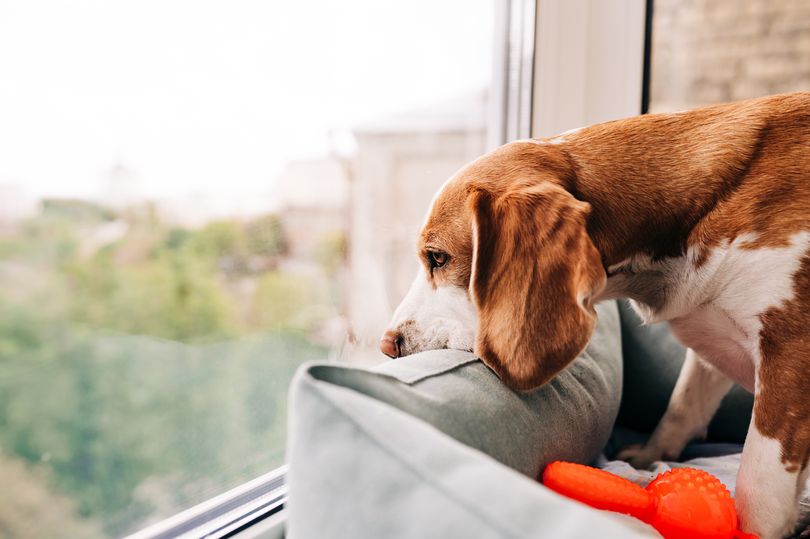 Animal expert explains four hour rule for dog owners