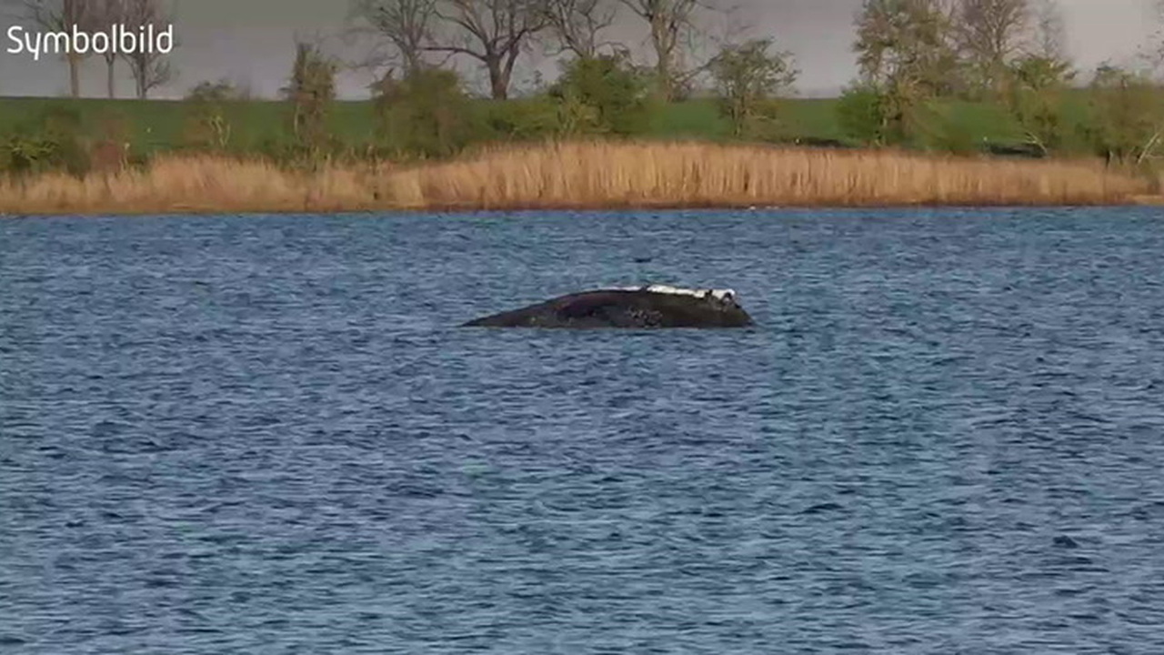 Balena trovata morta: è Timmy? Il mistero della megattera video