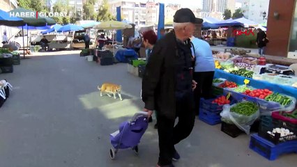 Papyonlu kedi Foça, emekli çiftin hayatını bambaşka bir hale getirdi