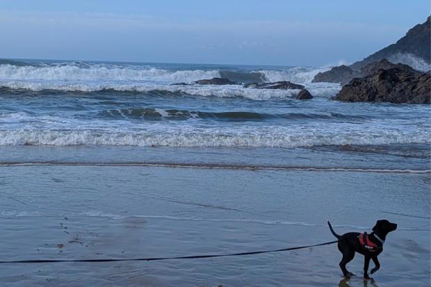 Every Cornwall beach with dog restrictions in 2026 - dates and times in ...