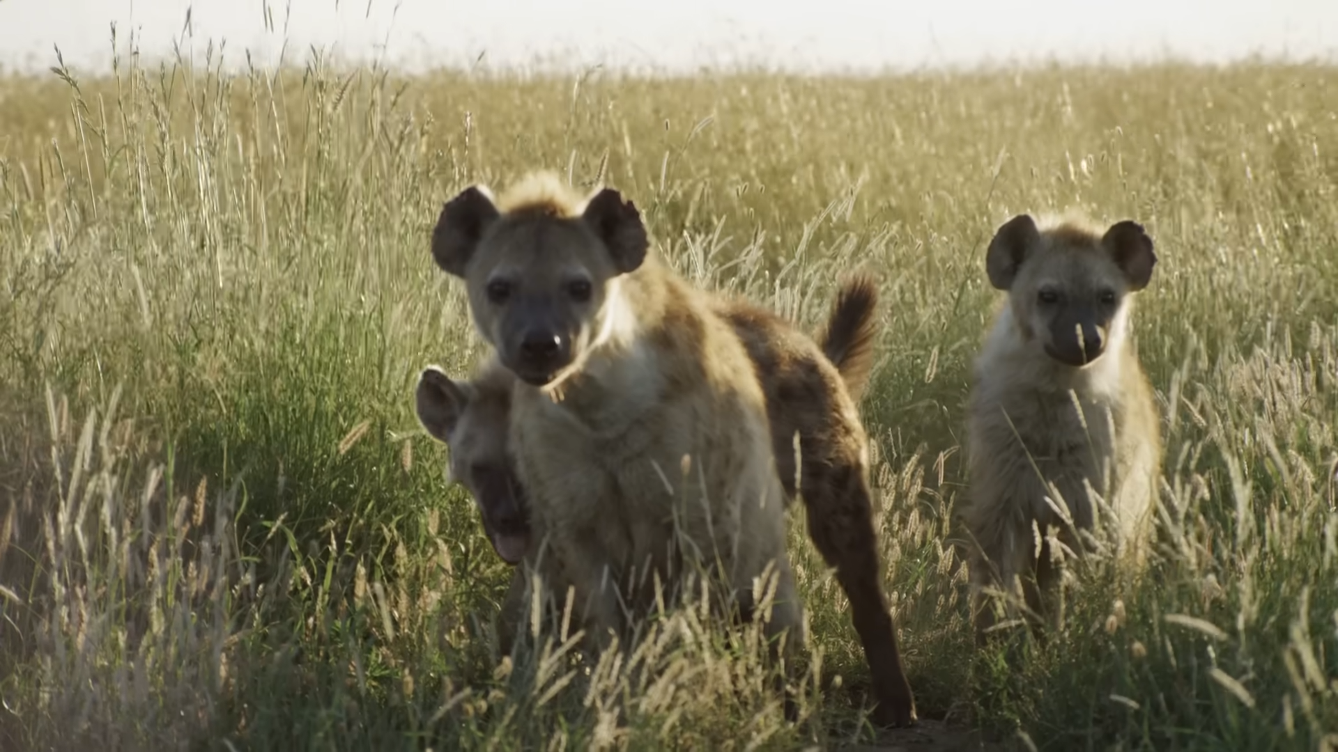 Female hyenas dominate every male – and their bodies evolved to enforce it