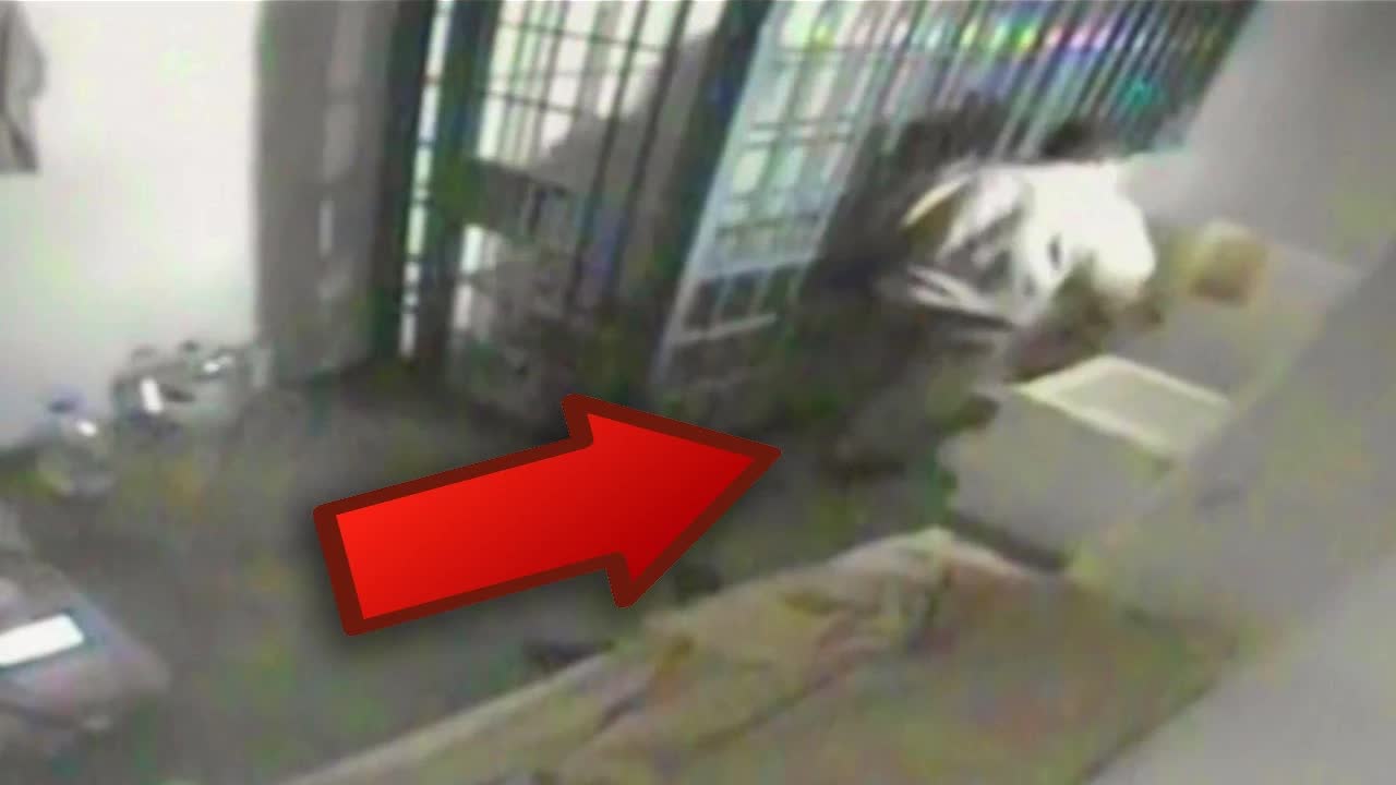 Who is El Chapo? Explained escape with video 2015 Guzman escape