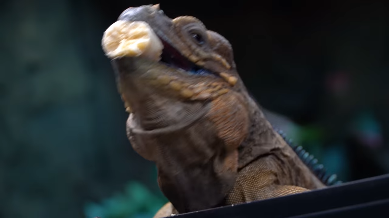 He steps in with a giant anaconda - and controls every movement