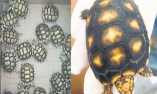 47 rare wildlife species seized at Kempegowda Airport in suspected ...