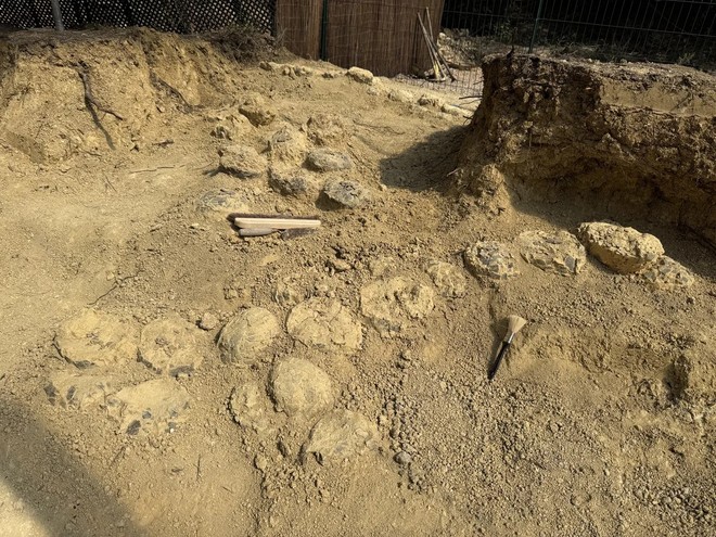 Francia: scoperte oltre cento uova fossili giganti di dinosauri