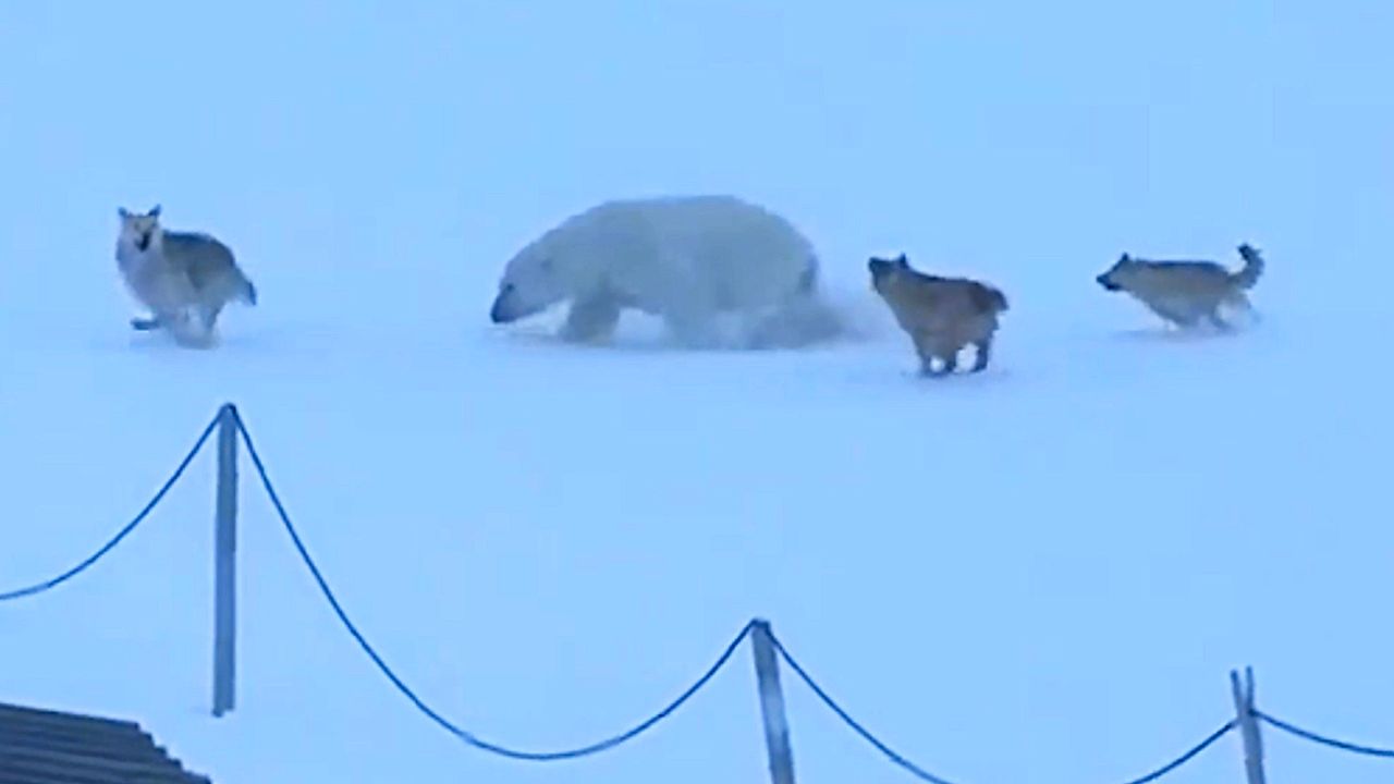 Des chiens repoussent un ours polaire dans une station de l'Arctique russe