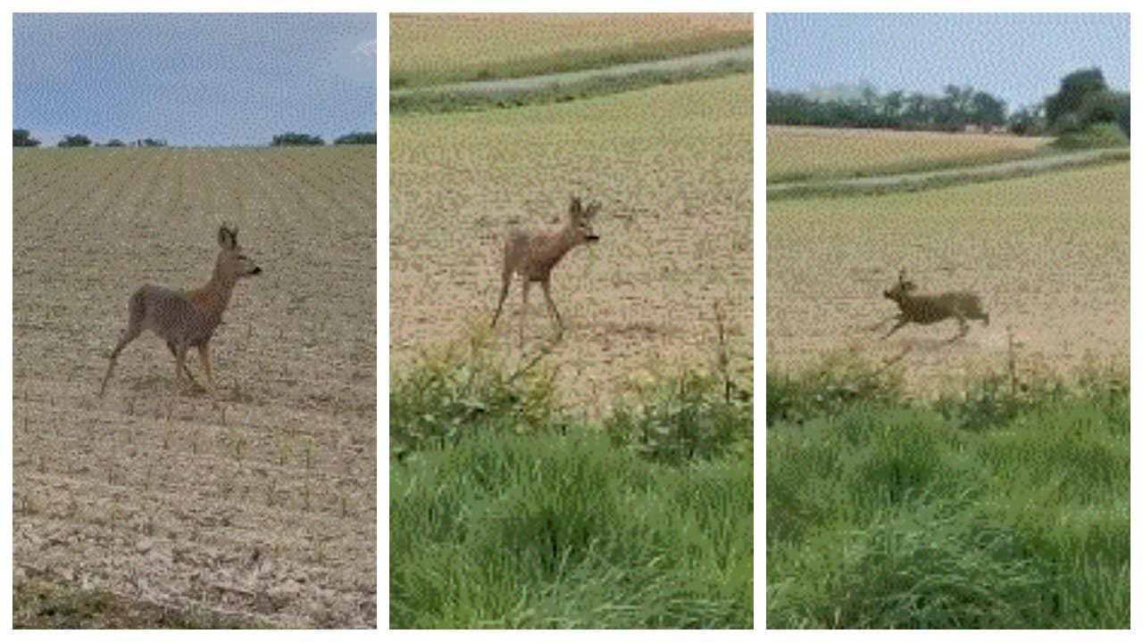 French police warn drivers about ‘drunk’ animals after viral deer video ...