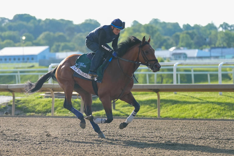 Meet the horses who ran in the Preakness Stakes