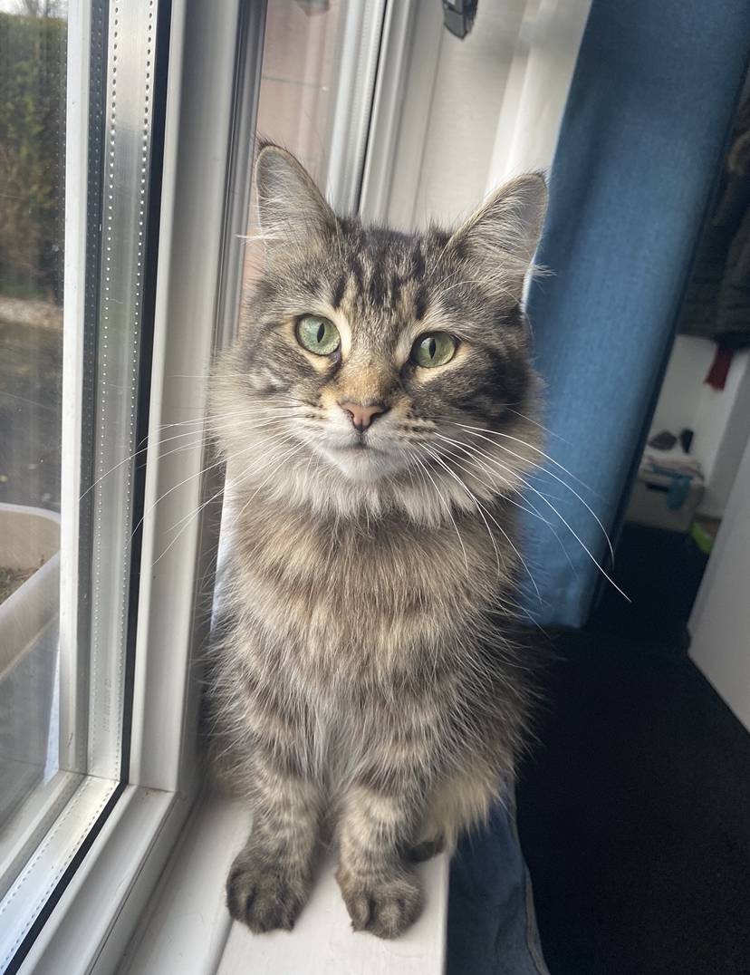 Amazon driver caught on CCTV stealing family cat from garden