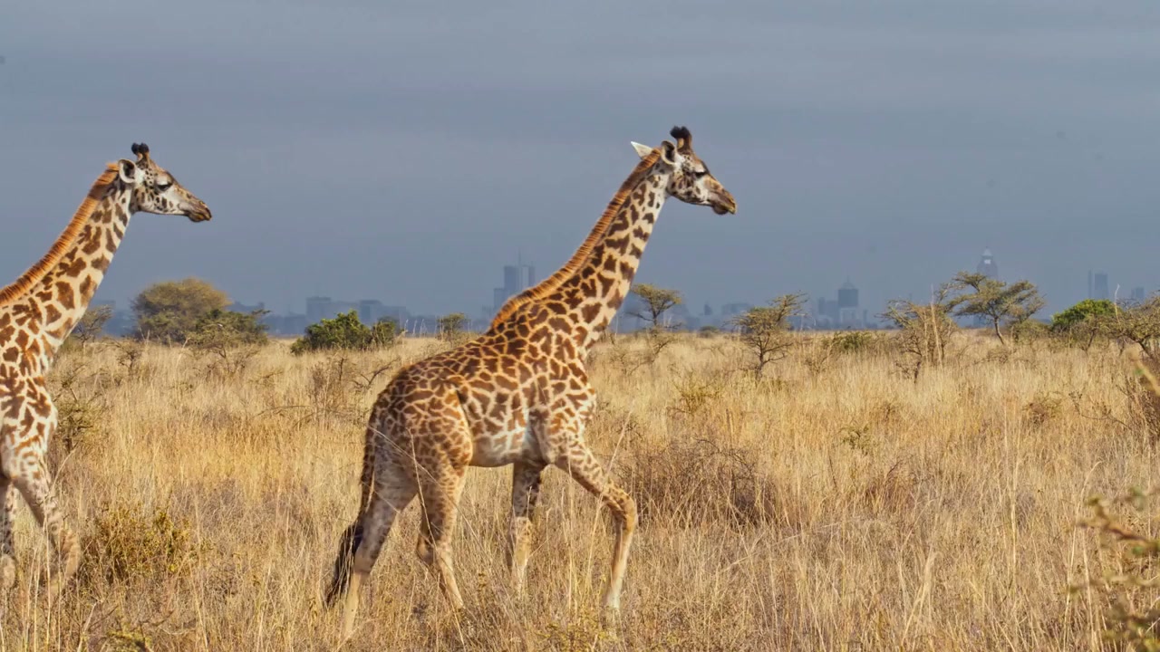 Nairobi National Park, Kenya: Explore African savannah