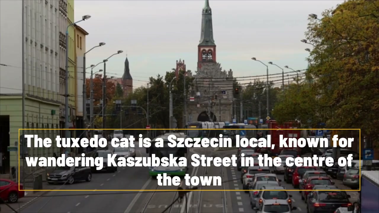 The cat changing Polish tourism