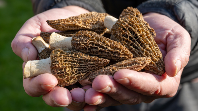 What is morel liqueur?