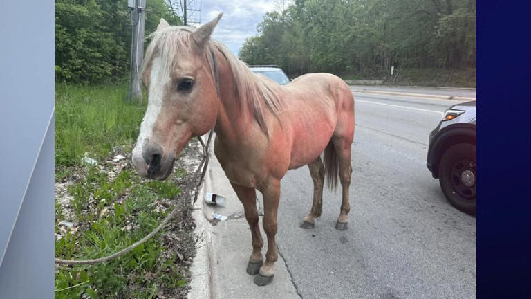 Horse lost in Park Forest, police looking for owner