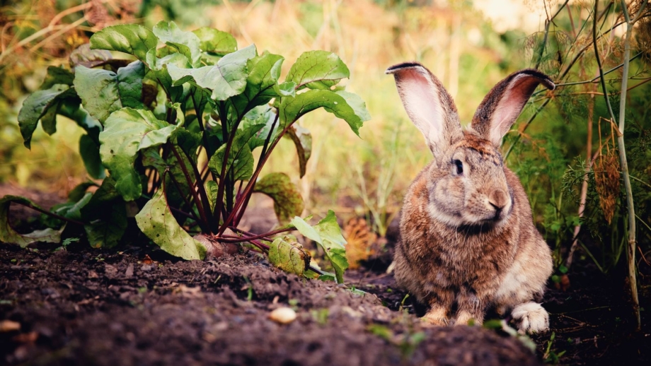 Rabbits in the garden: How to protect your crops without cruelty