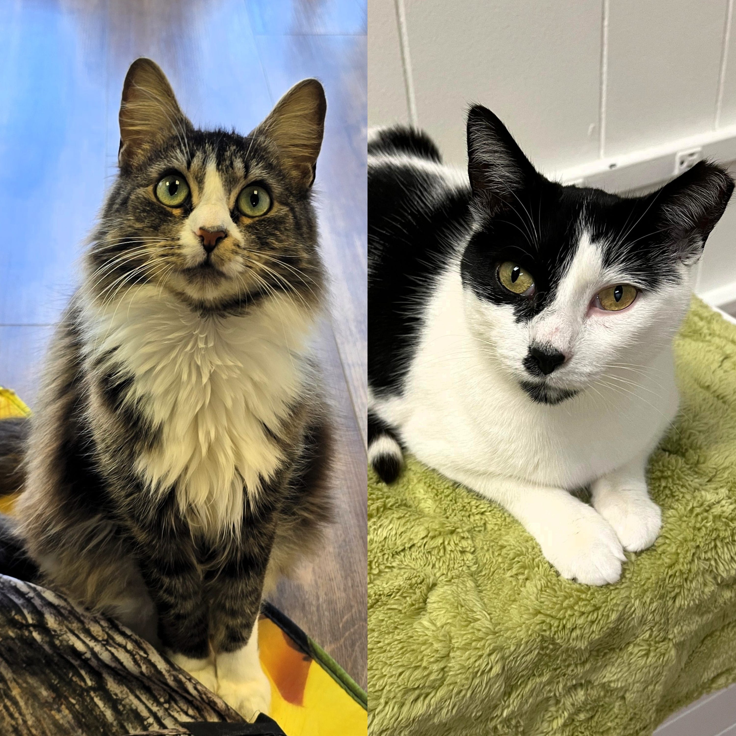 These cats are available for adoption in North Jersey this week